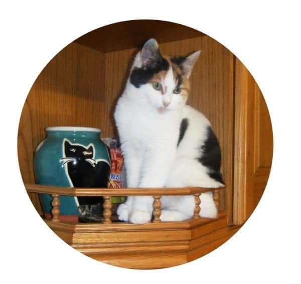 Fingal Society for the Prevention of Cruelty to Animals – Fingal S.P.C.A.