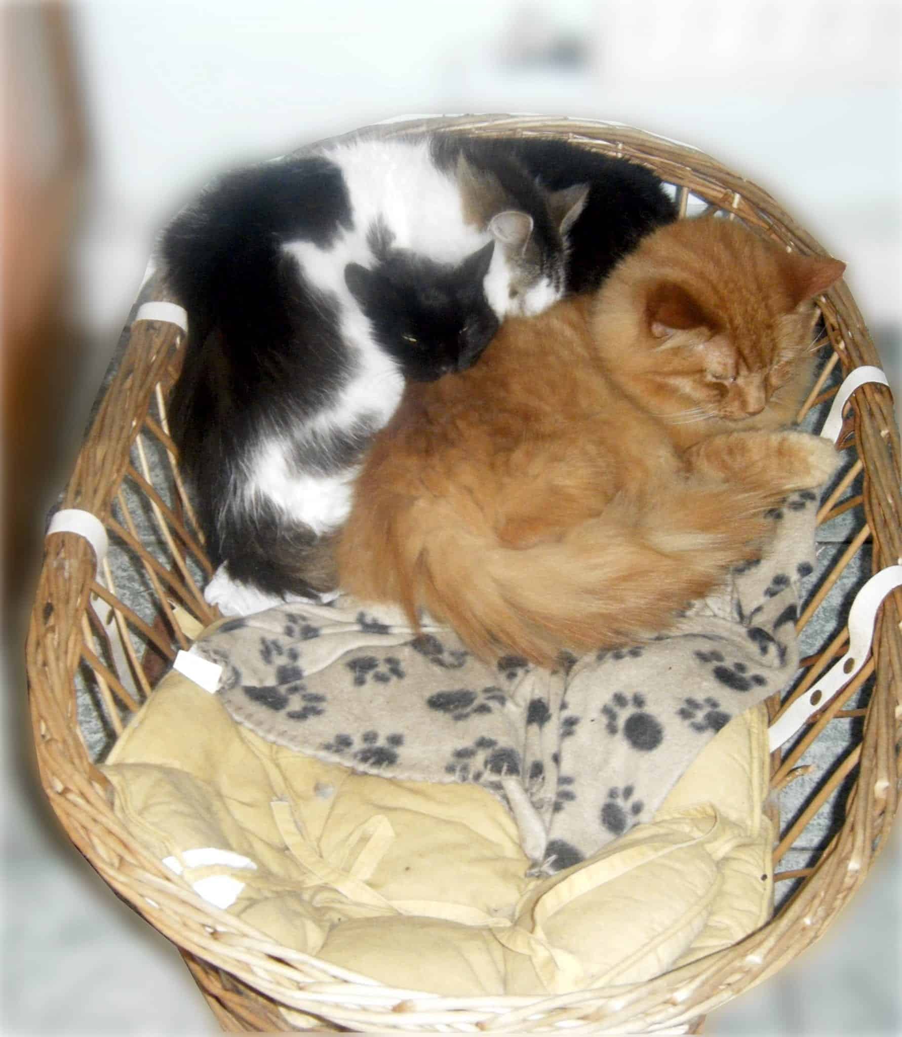 About Us - Fingal S.P.C.A.