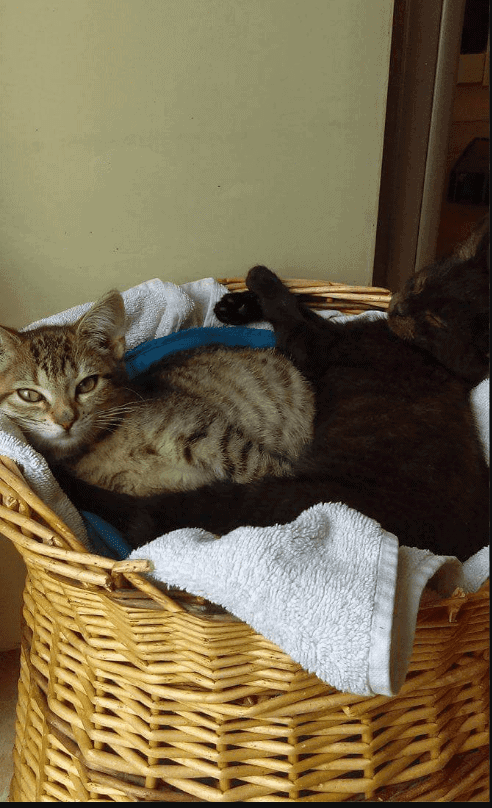 Fingal Society for the Prevention of Cruelty to Animals - Fingal S.P.C.A.