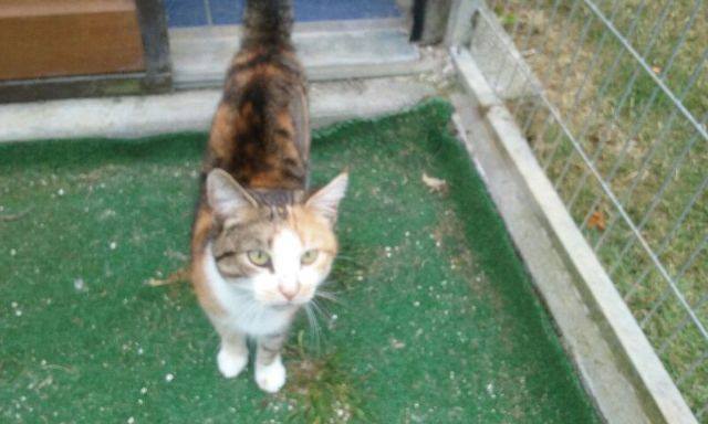 Adopt cat kitten Dublin