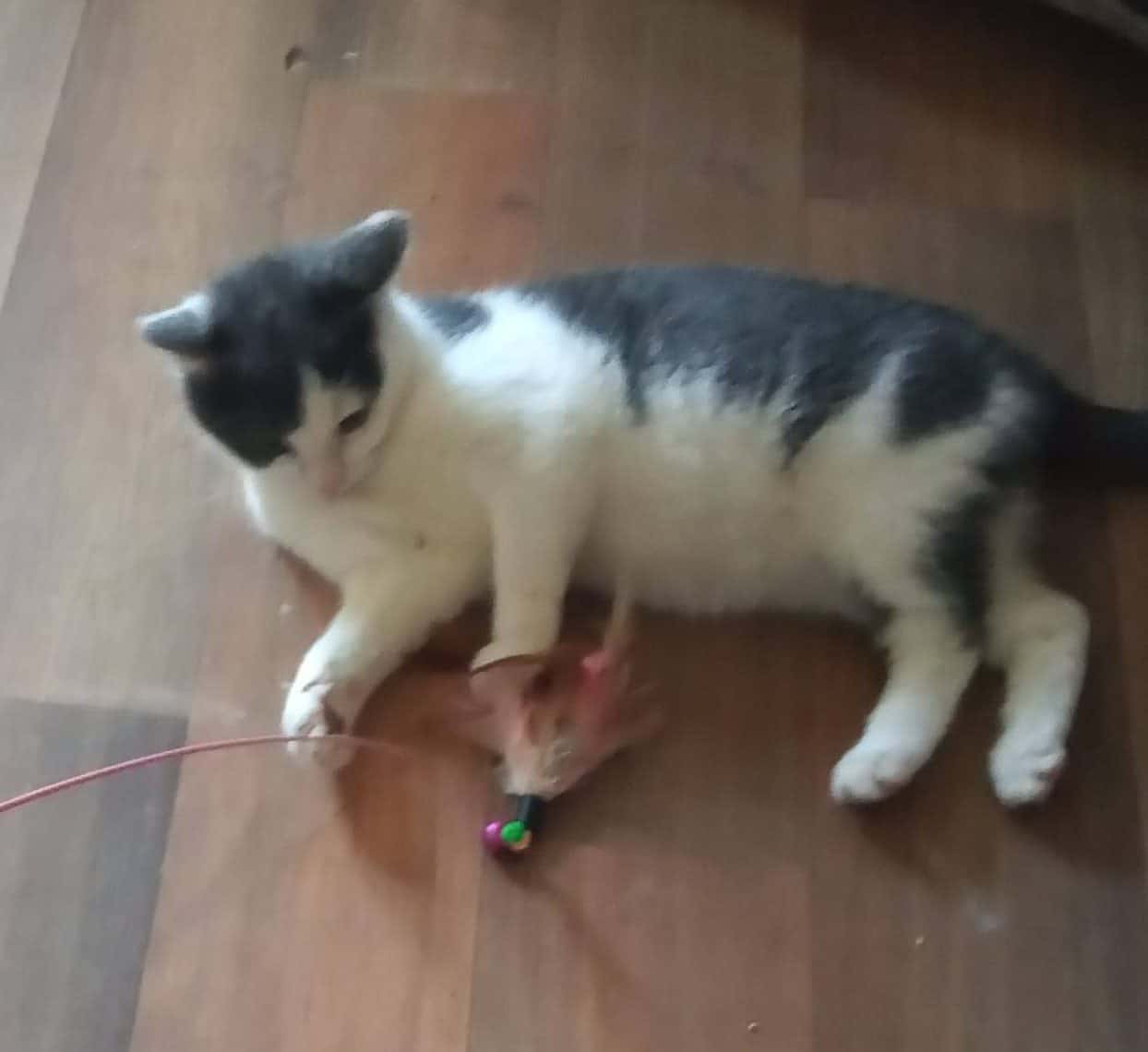 Adopt cat kitten Dublin
