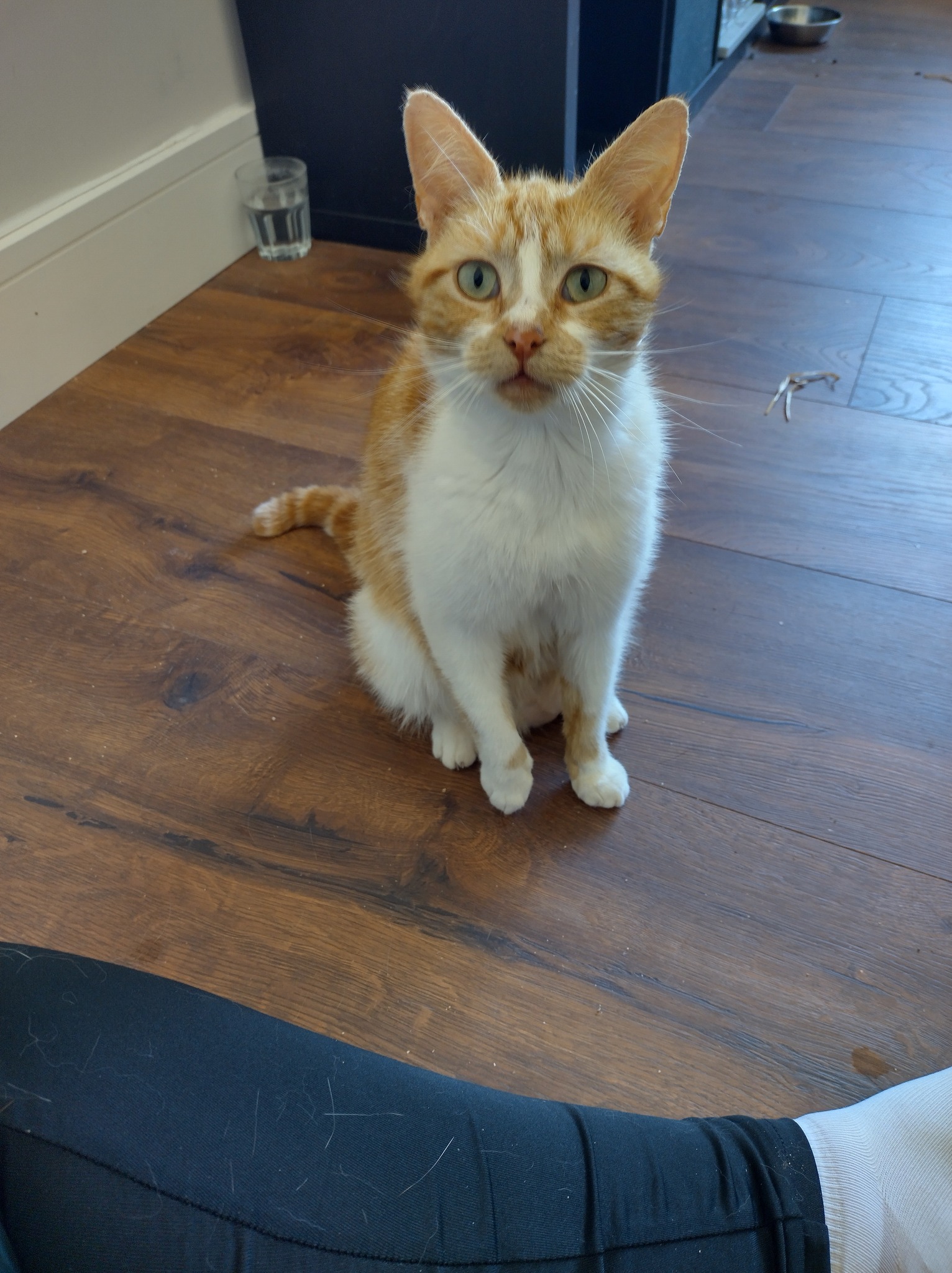 Needing Homes – Fingal S.P.C.A.
