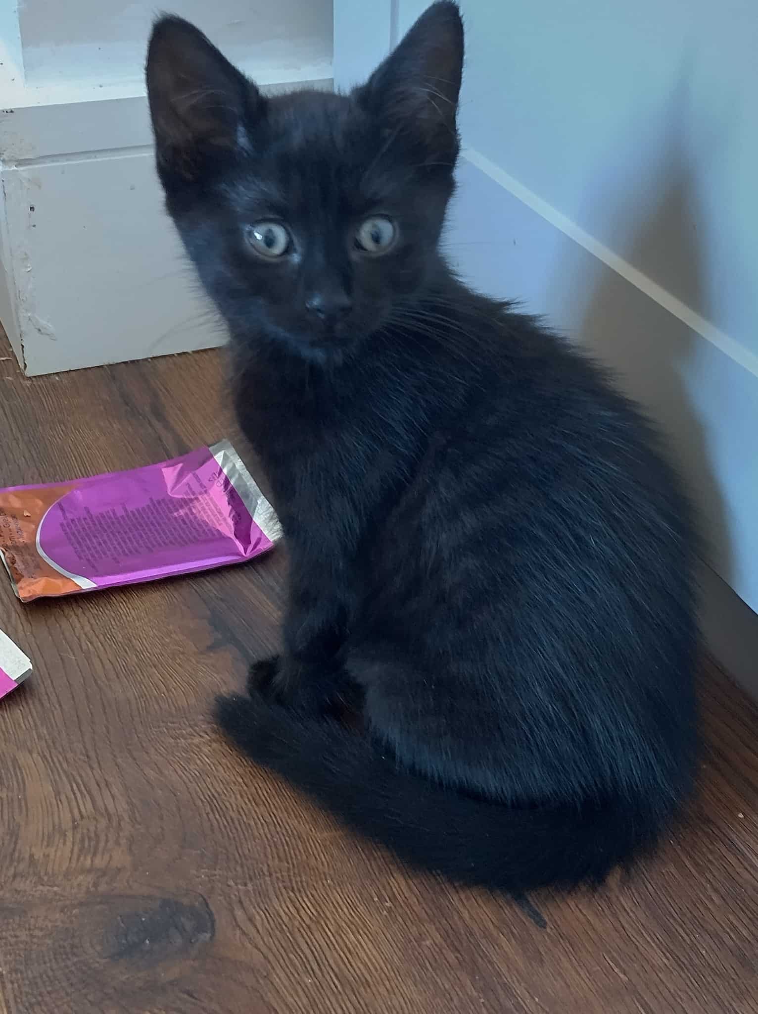 Adopt cat kitten Dublin