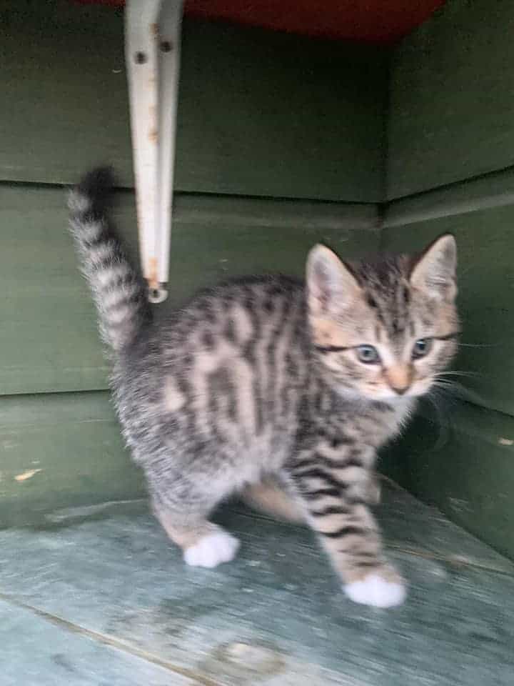 Adopt cat kitten Dublin