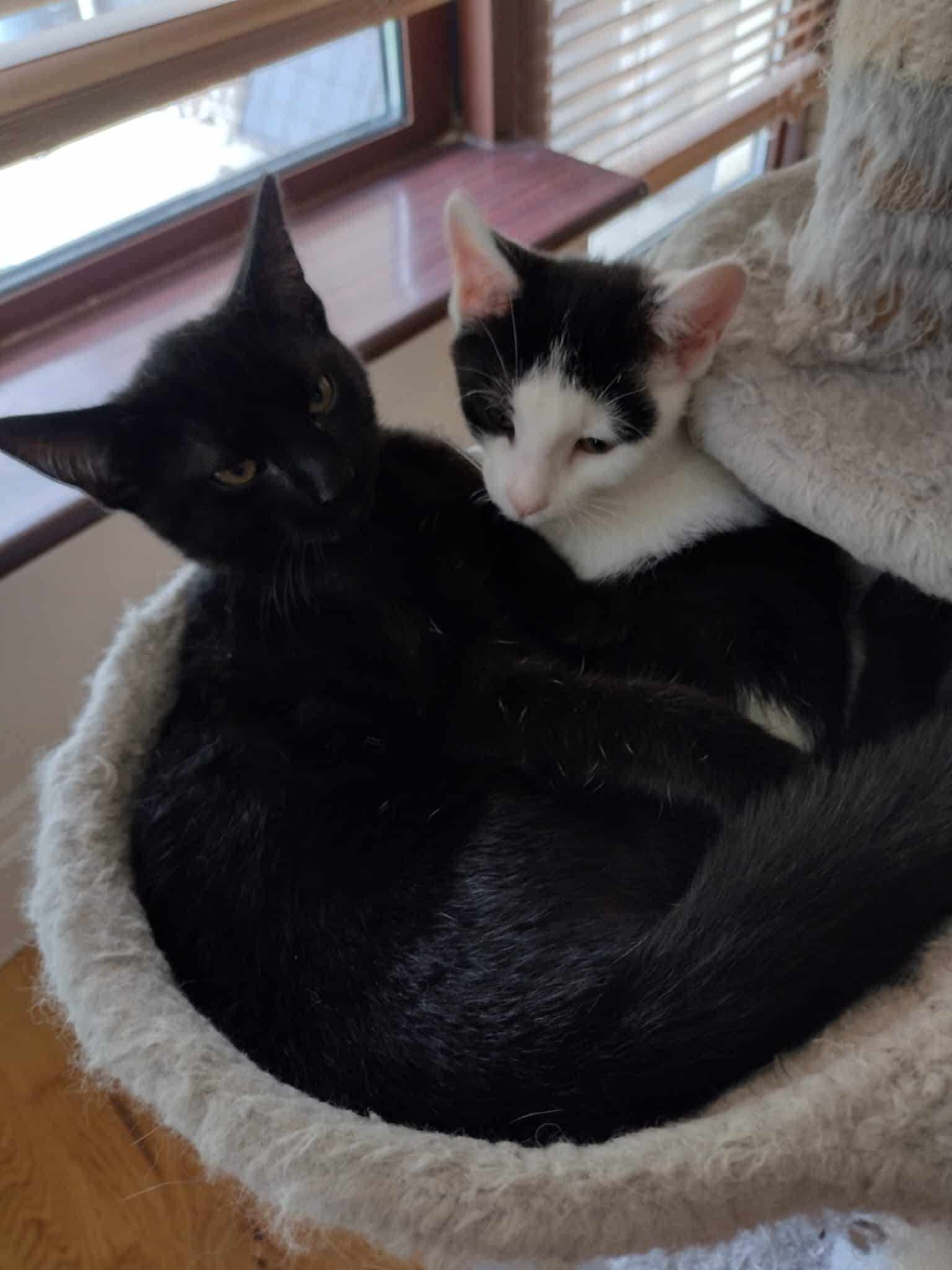 Adopt cat kitten Dublin