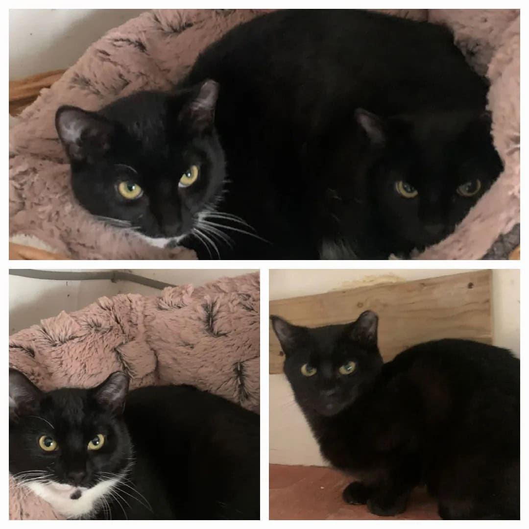 Adopt cat kitten Dublin