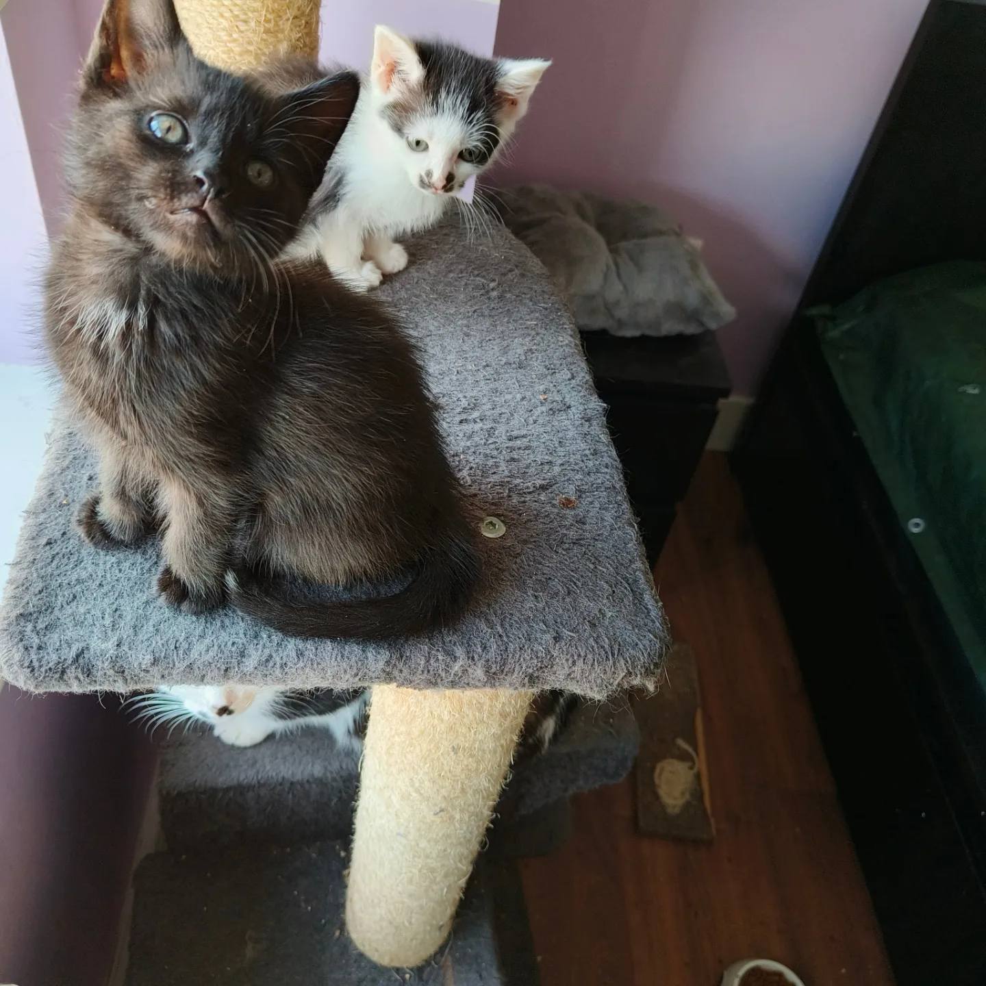 Fingal Society for the Prevention of Cruelty to Animals – Fingal S.P.C.A.