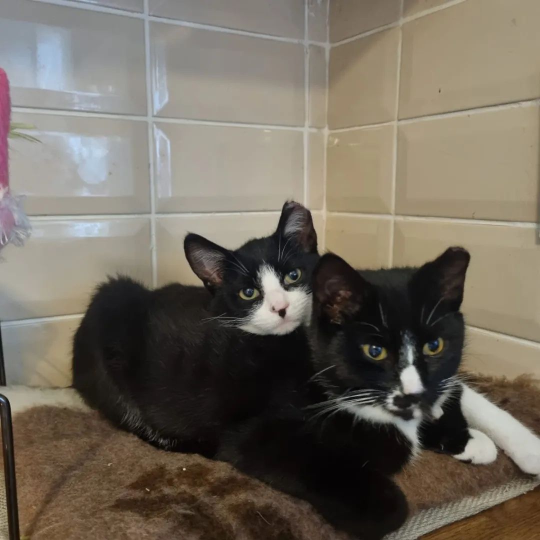 Adopt cat kitten Dublin